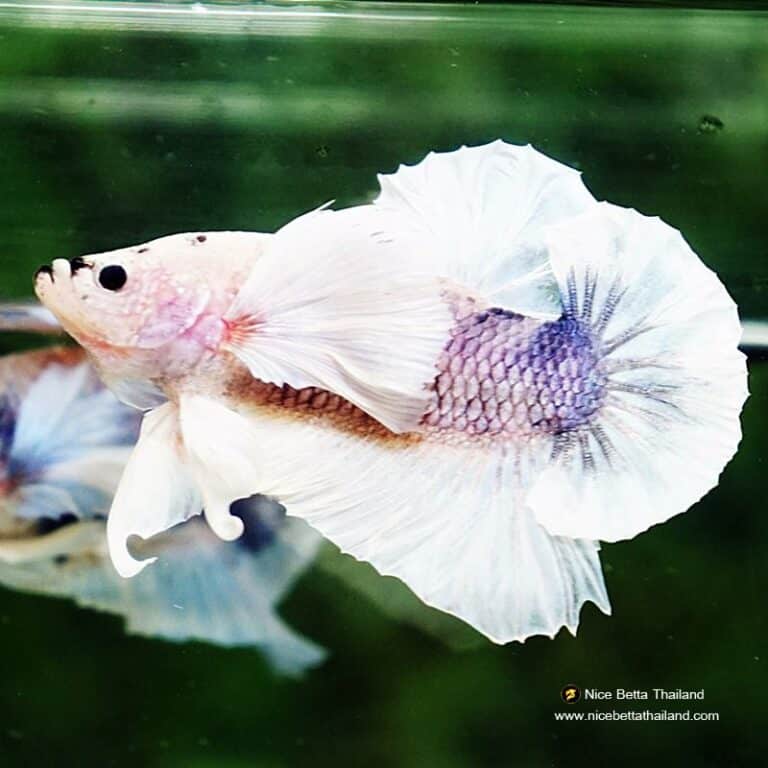 Betta fish HMPK Grizzle Grey Dumbo - nicebettathailand.com