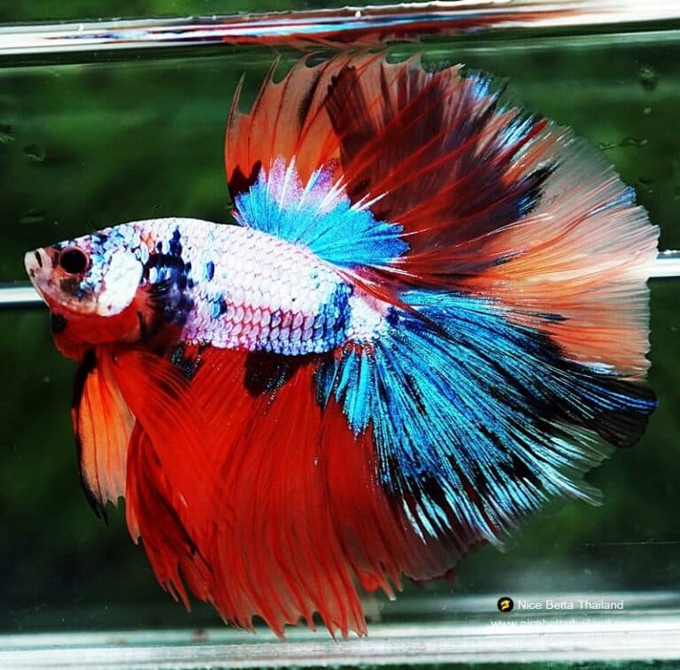 Betta fish HM Emerald Candy Marble - nicebettathailand.com