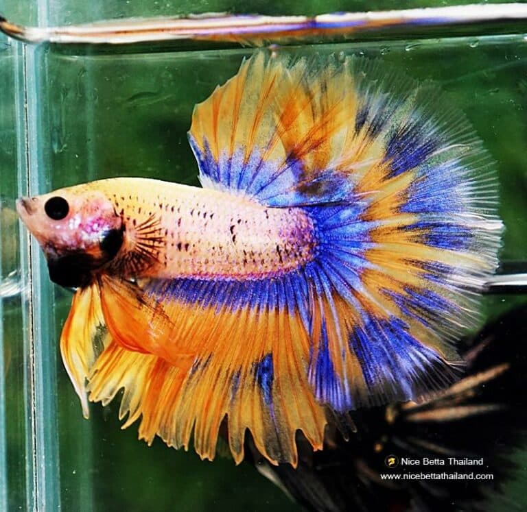 Betta fish OHM Yellow Pineapple Tricolor - nicebettathailand.com