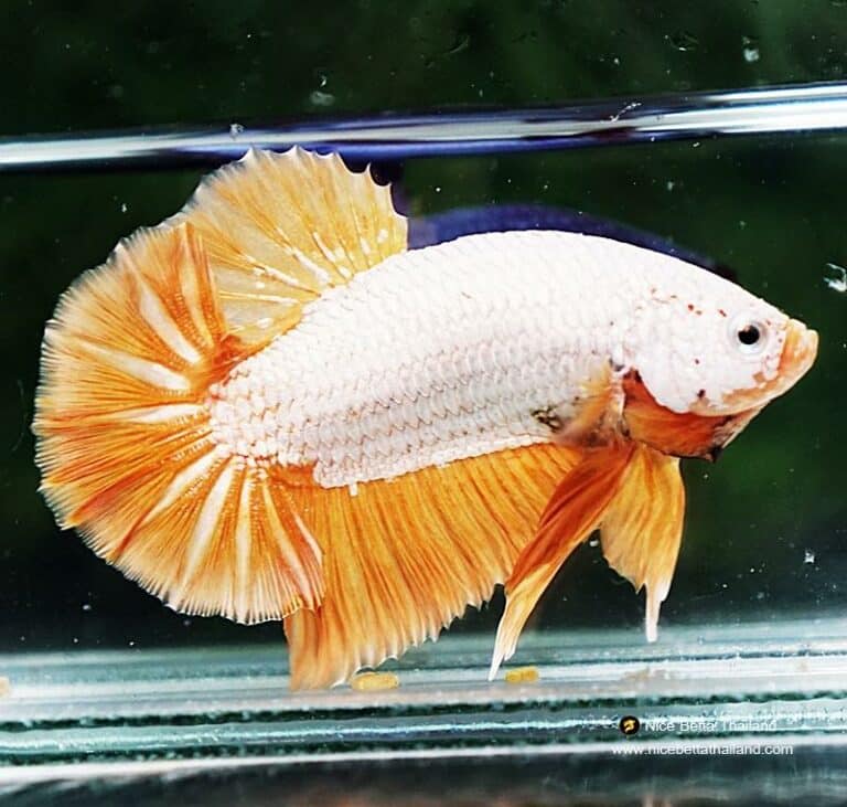 Betta fish HMPK Yellow Dragon - nicebettathailand.com