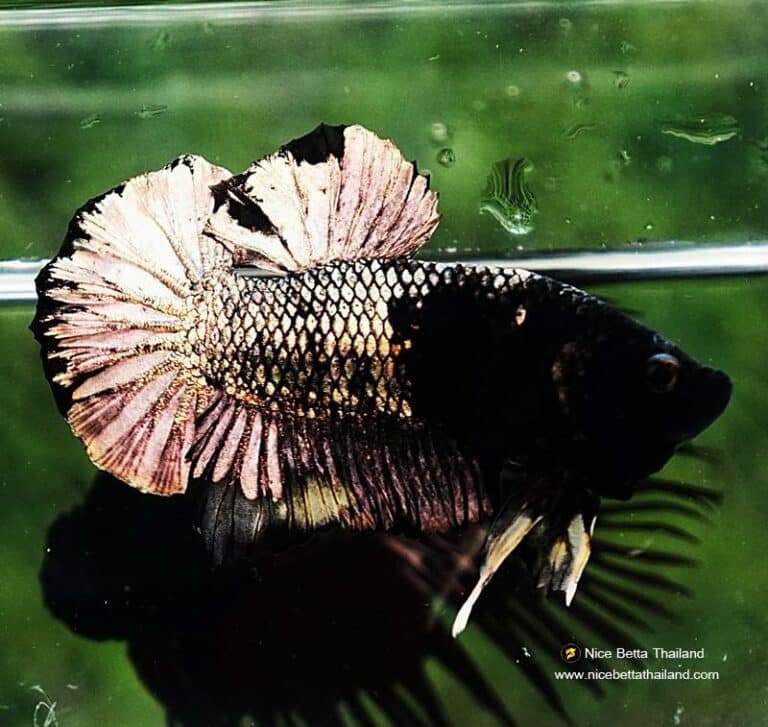 Betta fish HMPK Black Mermaid Copper (Rare) - nicebettathailand.com