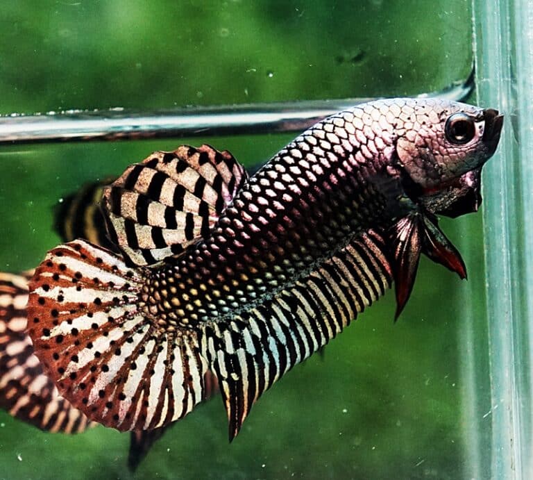 Betta fish Wild Hybrid Tiger Copper Gold Series