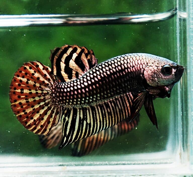 Betta fish Wild Hybrid Tiger Copper Gold Series
