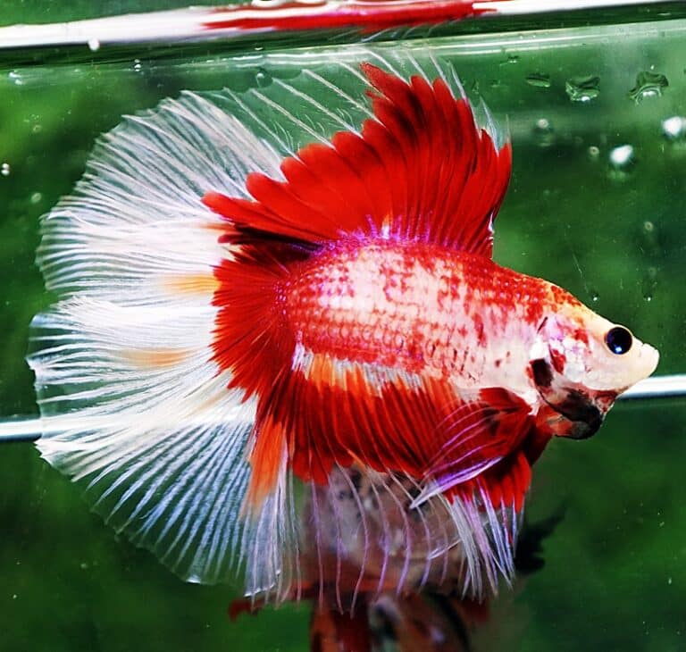 Betta fish DTHM Red Fire Butterfly