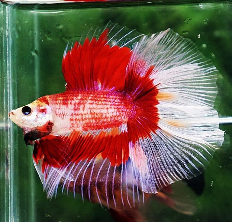 Betta fish DTHM Red Fire Butterfly