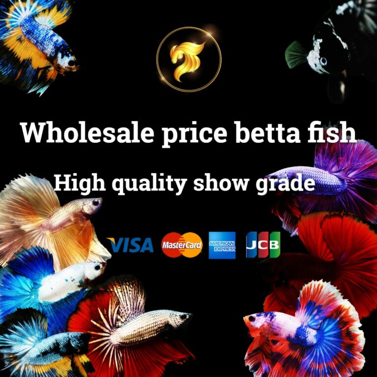 Double tail betta (DTHM) & (DTPK) - nicebettathailand.com