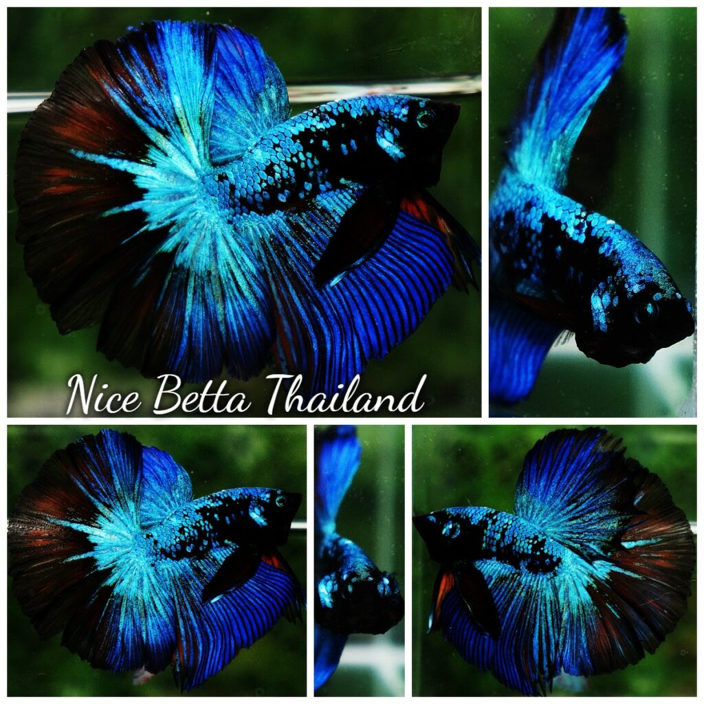 Betta fish OHM King of Dark Blue Eyes Avatar (Rare first long fin ...