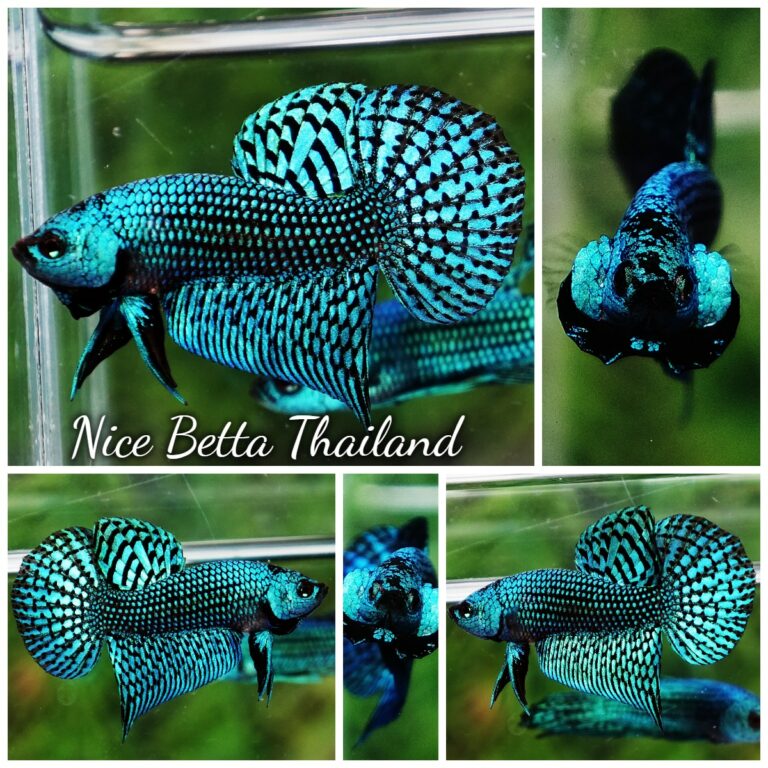 Wild Betta fish Green Alien Hybrid - nicebettathailand.com