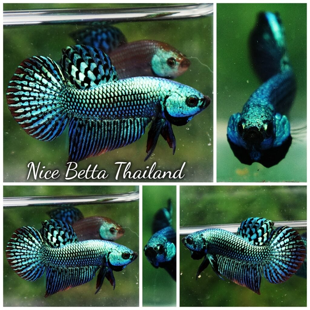Wild Betta fish Super Green Alien Hybrid - nicebettathailand.com