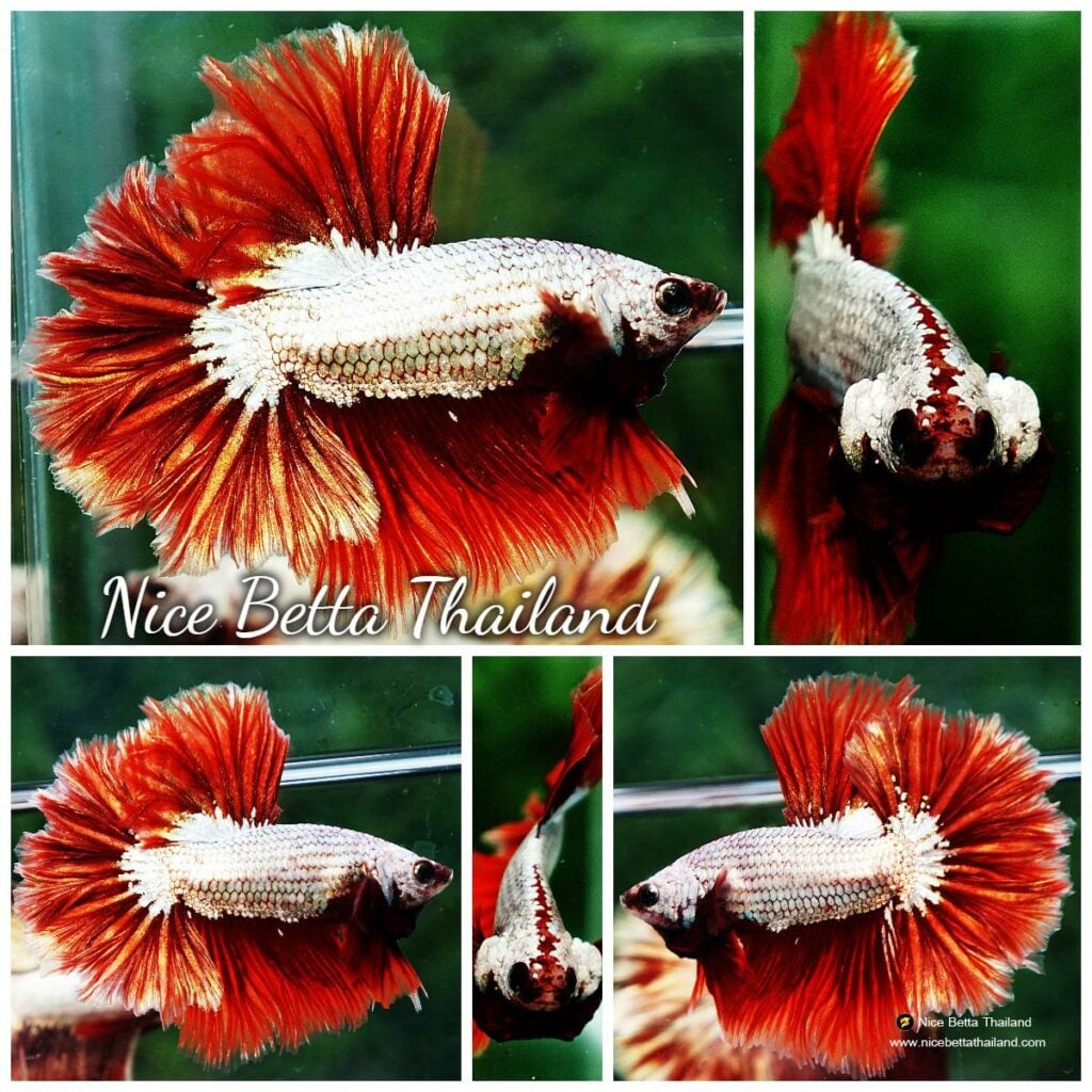 Betta fish OHM Red Dragon Rose tail Sky Hawk - nicebettathailand.com