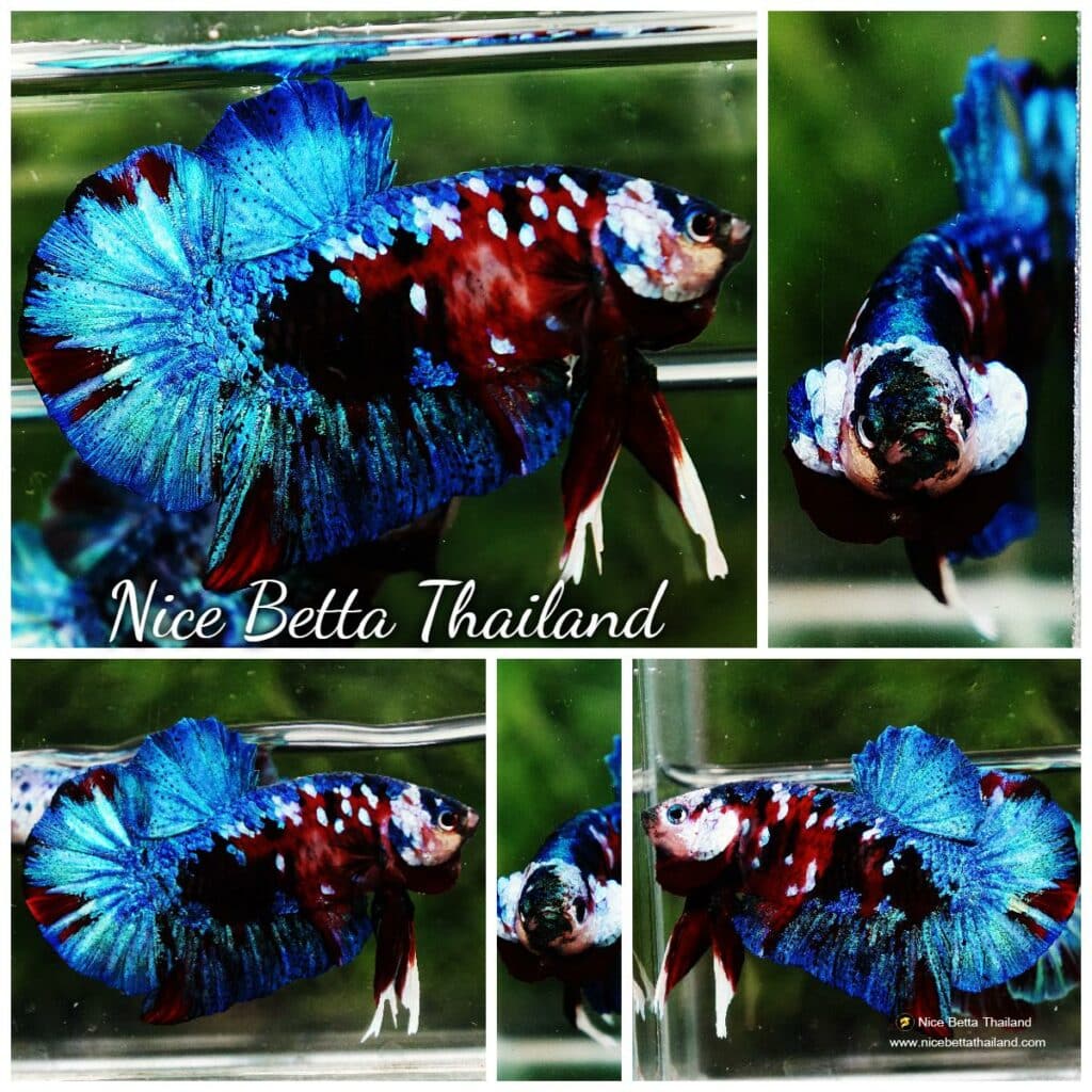 Betta fish HMPK Red Blue Koi Galaxy - nicebettathailand.com