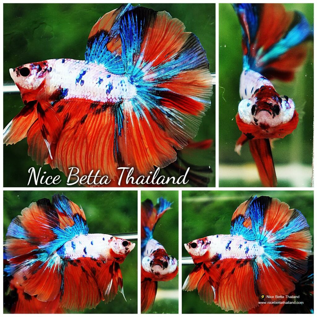 Betta fish OHM Emerald Candy Nemo Rosetail - nicebettathailand.com