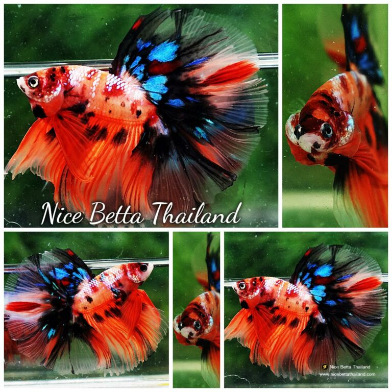 Betta fish OHM Candy Nemo Galaxy - nicebettathailand.com