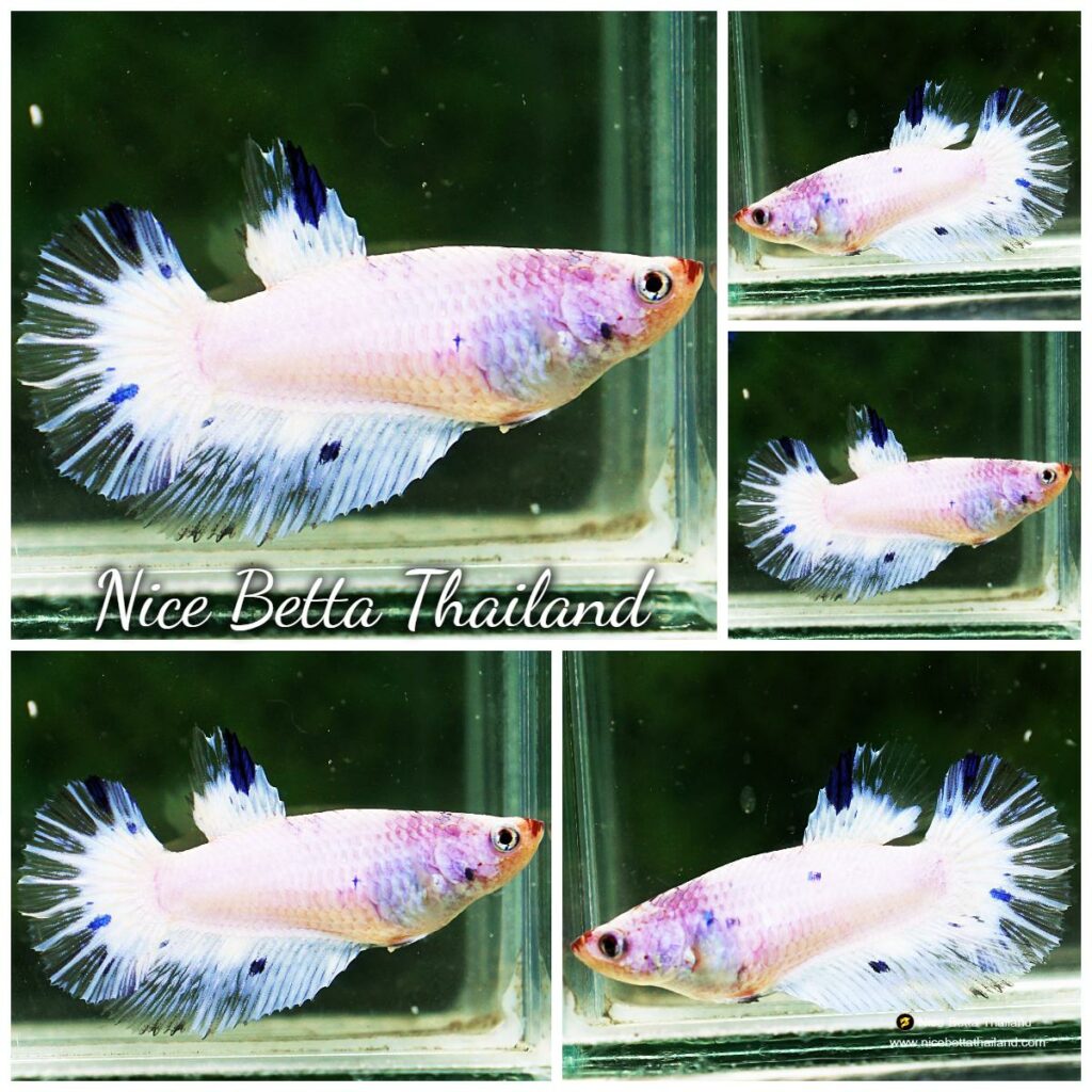 Betta fish Female HM White Cello Star - nicebettathailand.com
