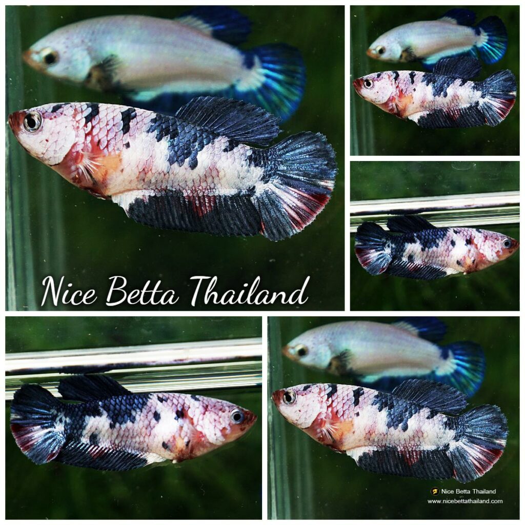 Betta fish HMPK Yellow Blue Tiger Koi - Nice Betta Thailand