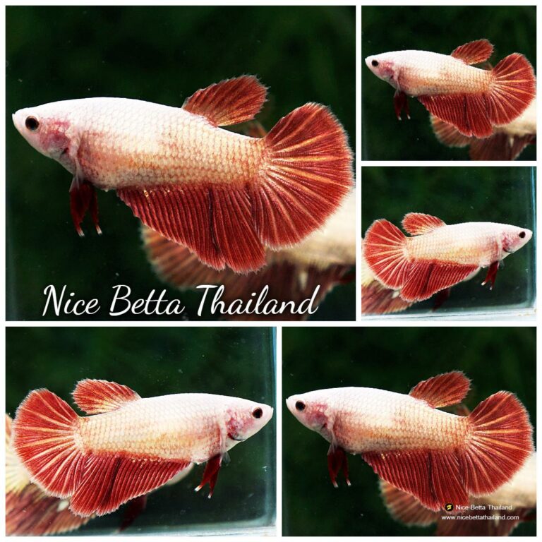 Betta fish Female HM Devil Black Copper