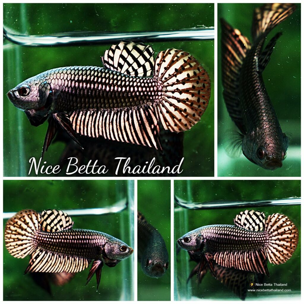 Betta fish Wild Hybrid Siam Copper Gold Alien Hybrid Series ...