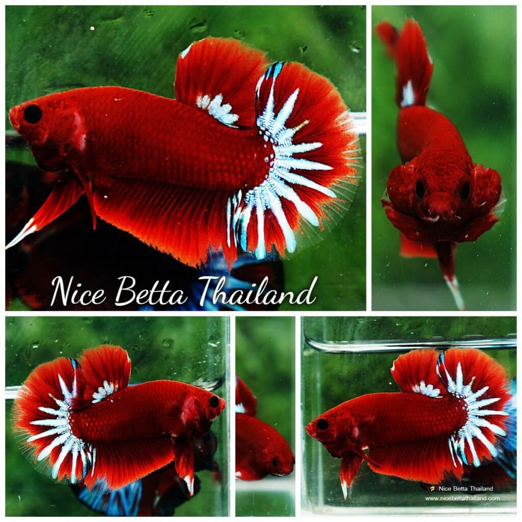 Betta fish HMPK Black Mermaid Copper (Rare) - Nice Betta Thailand