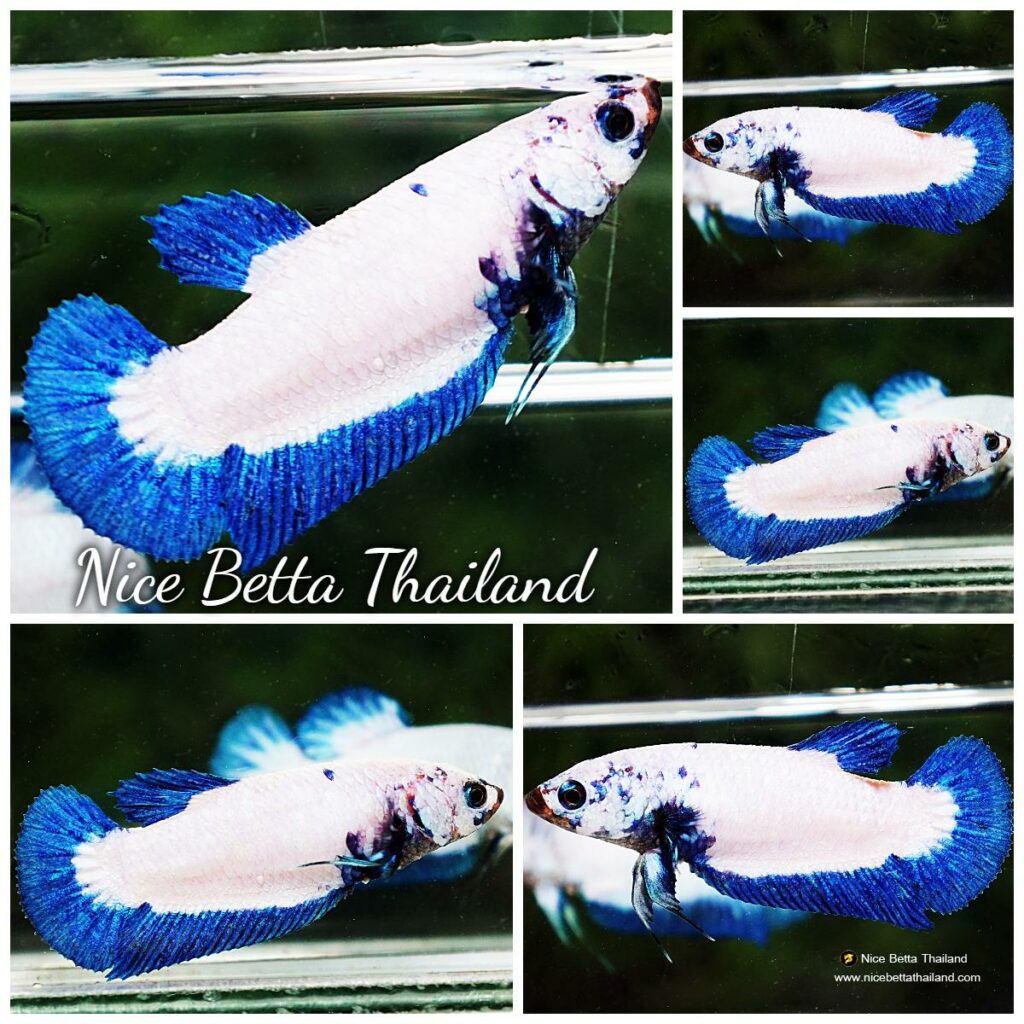Betta fish Female HMPK Blue Rim - nicebettathailand.com