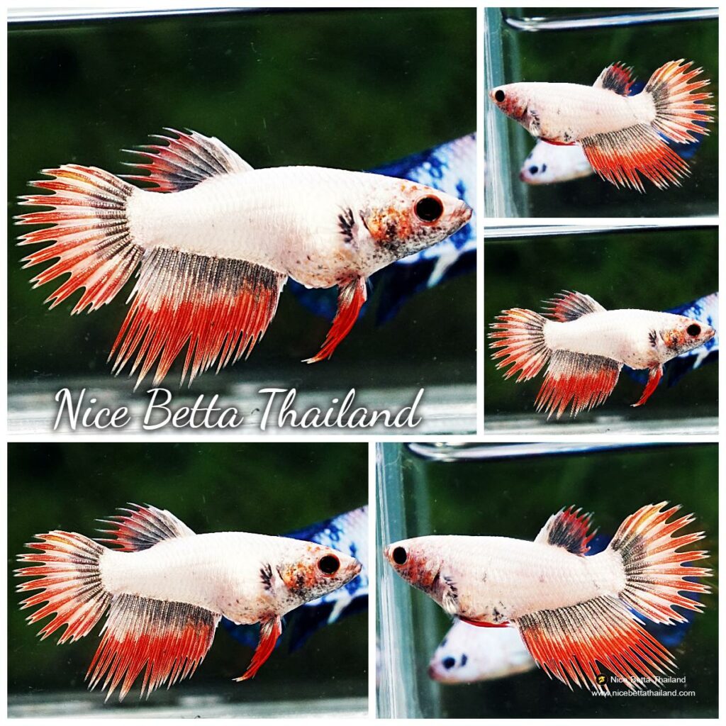Betta fish Female CT Platinum Copper on Fire Butterfly ...