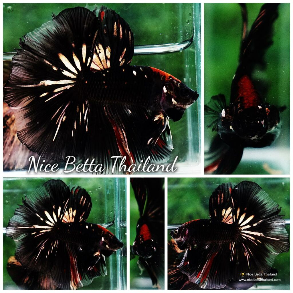 Betta fish OHM Shadow Black Gold Star Series (Rare) - nicebettathailand.com