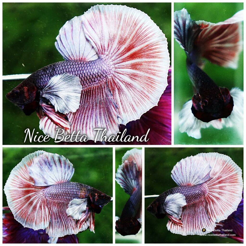 Betta fish HM Red Copper Salamander Dumbo - nicebettathailand.com