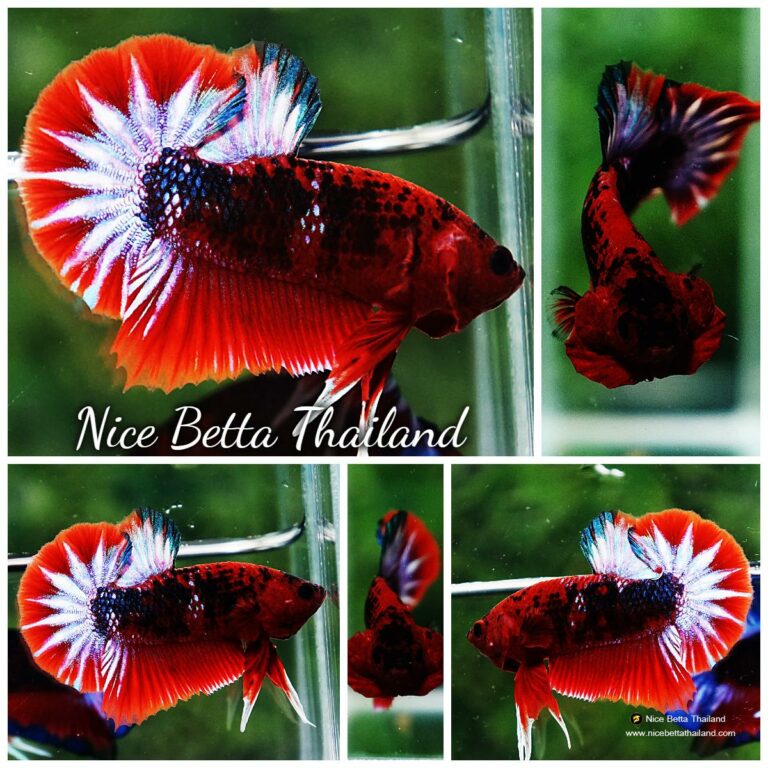 Halfmoon Plakat Betta (HMPK) - nicebettathailand.com