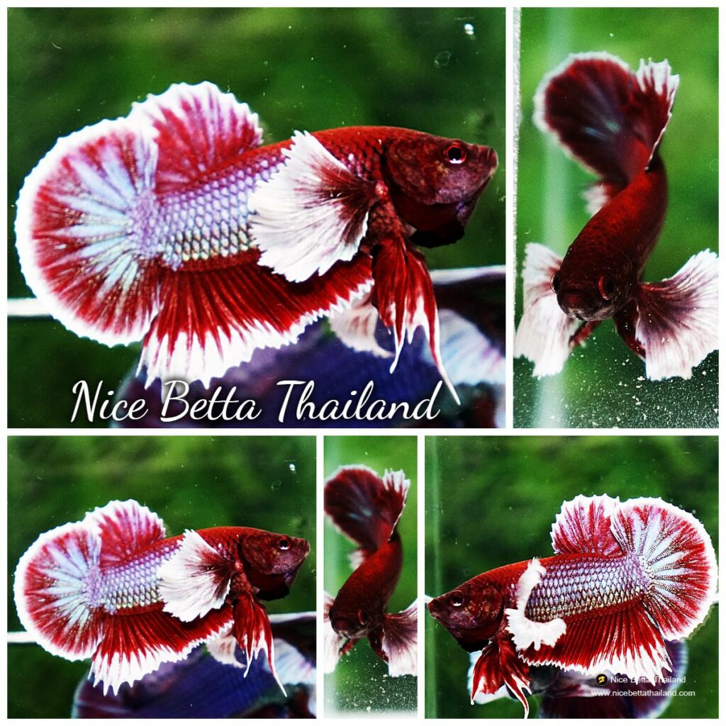 Betta fish HMPK Red Salamander Dumbo - nicebettathailand.com