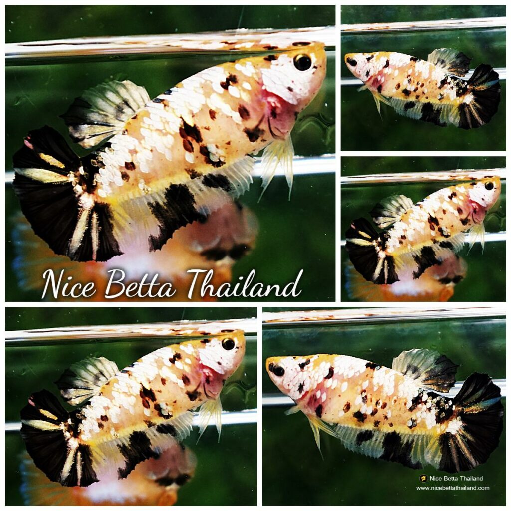 Betta fish Female HMPK Copper Tiger Galaxy - nicebettathailand.com