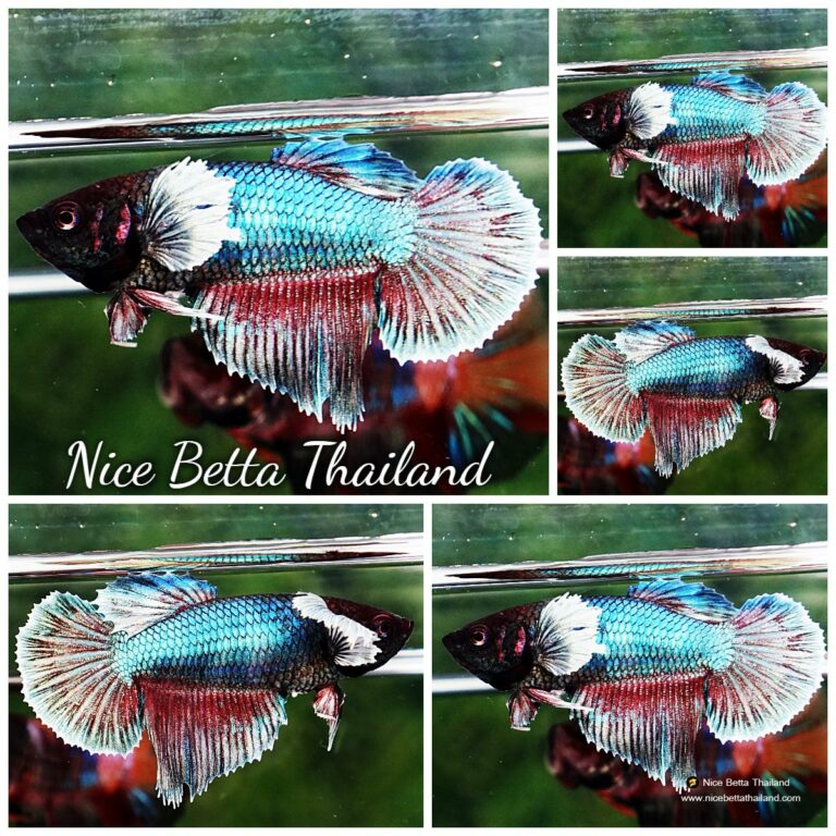Dumbo Betta Fish for Sale- nicebettathailand.com