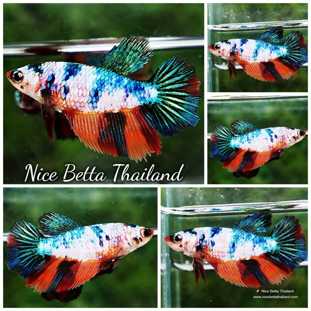 Betta fish Female HM Multicolor Candy Marble - nicebettathailand.com