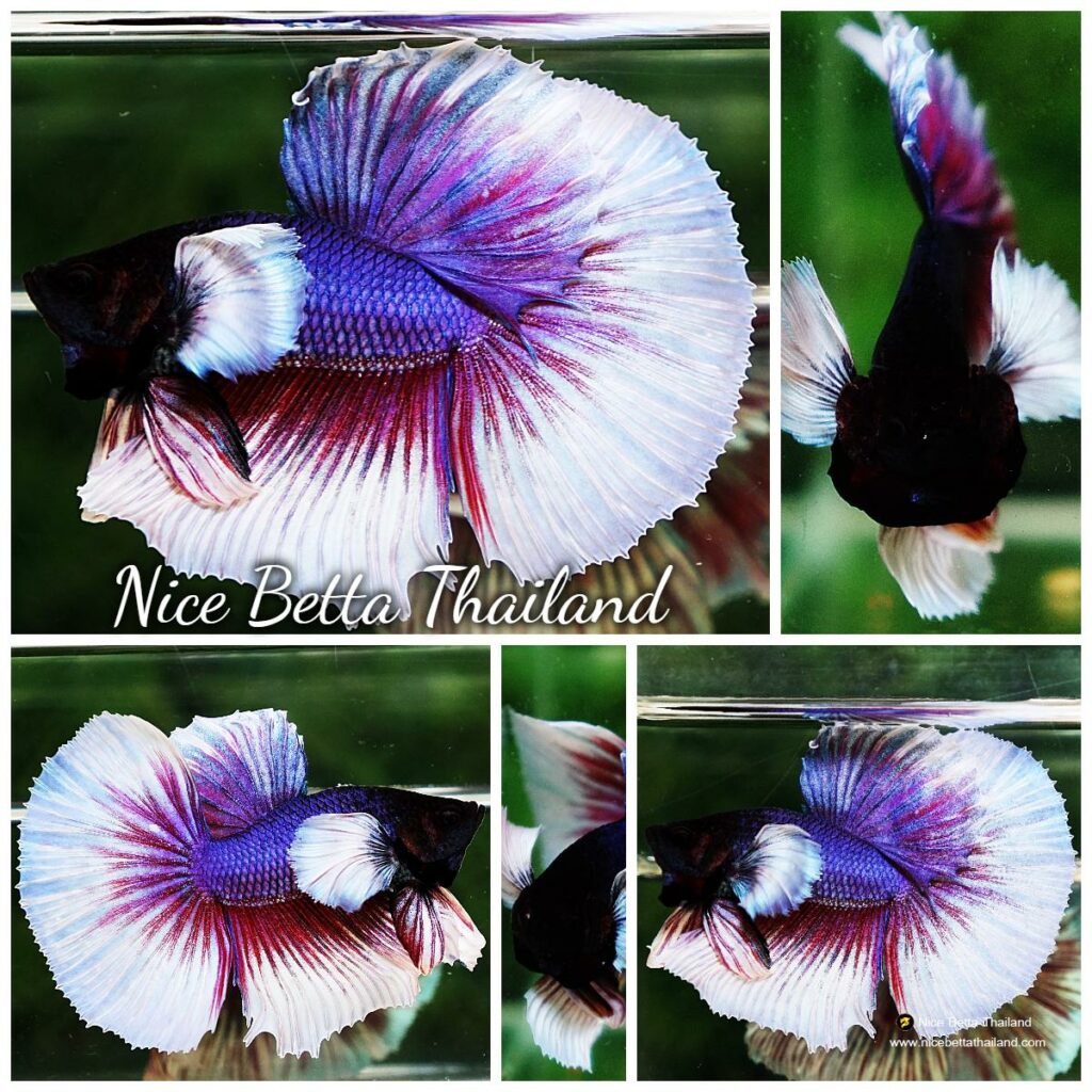 Betta fish HM Purple & Violet Dumbo - nicebettathailand.com
