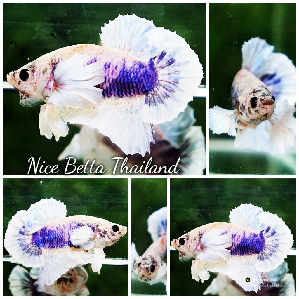 Betta fish HMPK Grizzle blue Dumbo - nicebettathailand.com