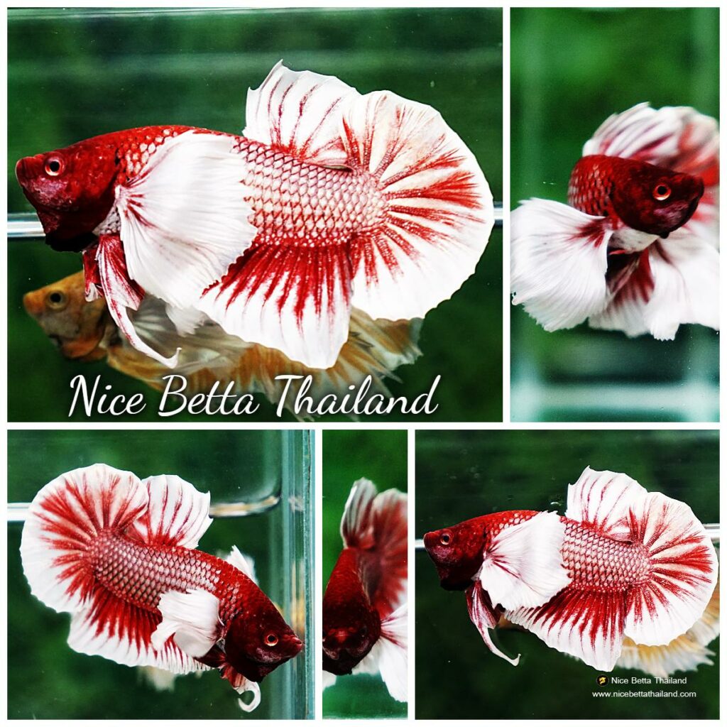 Betta fish HMPK Red Salamander Dumbo - nicebettathailand.com