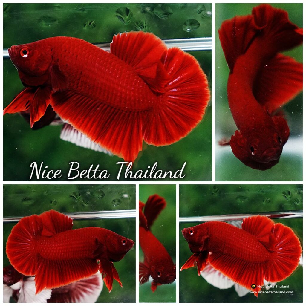 Betta fish HMPK Deep Super Red - nicebettathailand.com