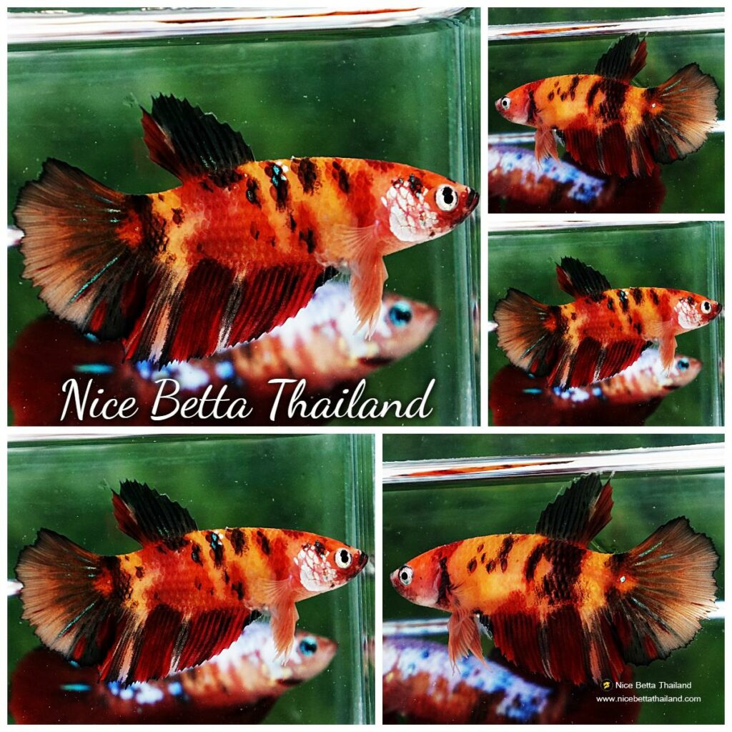 Betta fish Female HM Candy Nemo Yellow Base - nicebettathailand.com