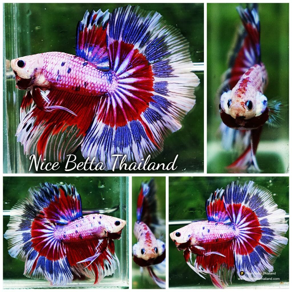 Betta fish OHM Fancy Tricolor Marble - nicebettathailand.com