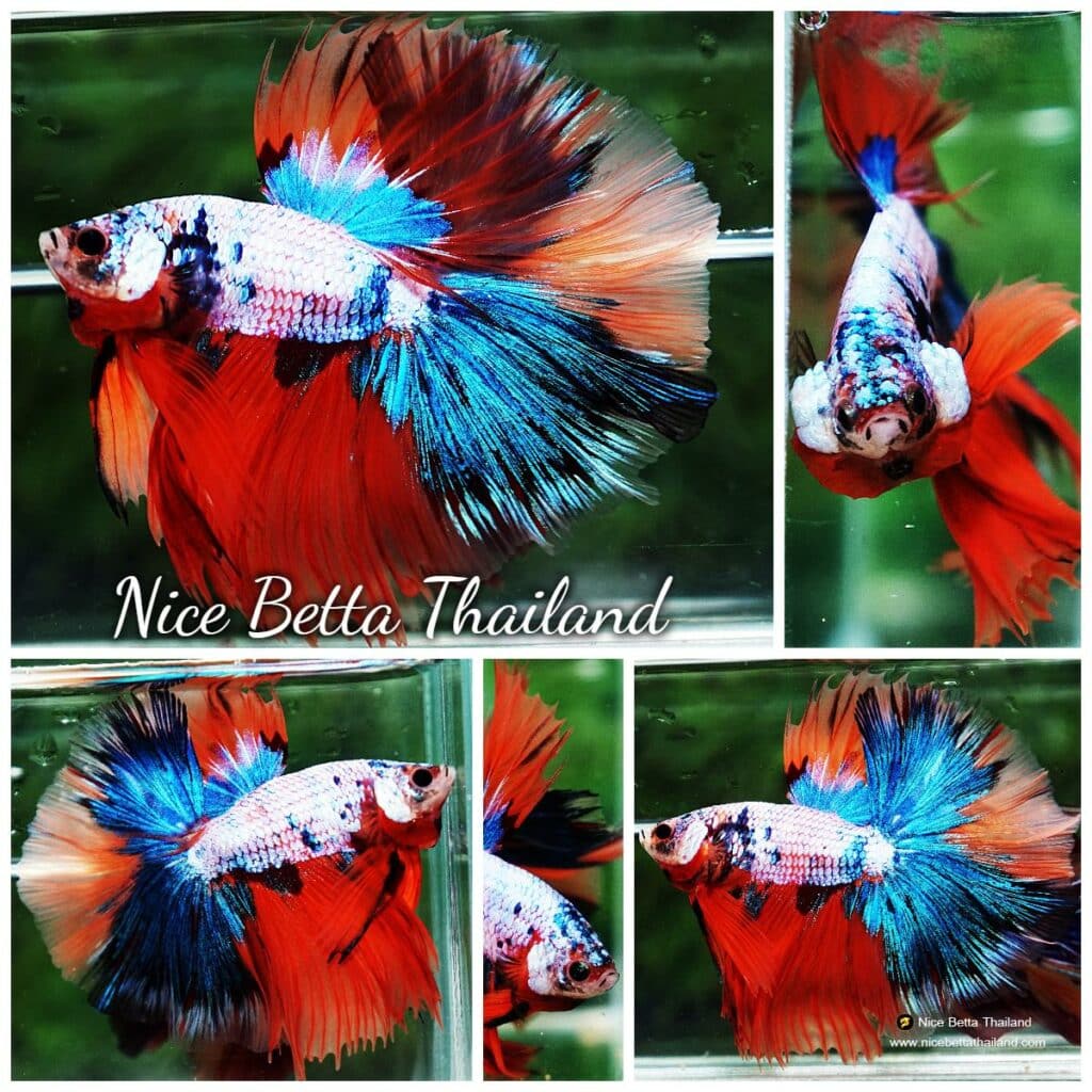 Betta fish HM Emerald Candy Marble - nicebettathailand.com