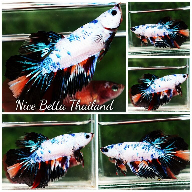 Half Moon Betta (HM) - nicebettathailand.com