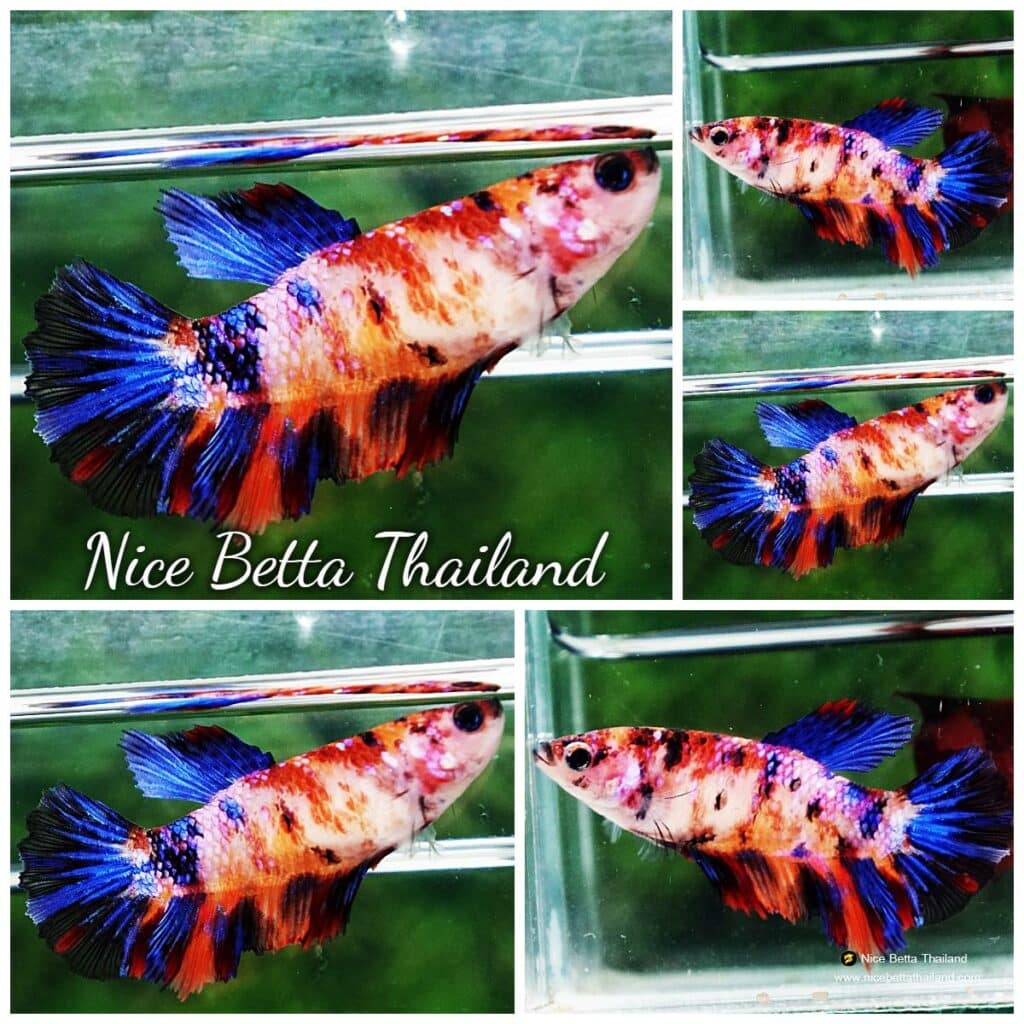 Betta fish Female HM Emerald Candy Nemo - nicebettathailand.com