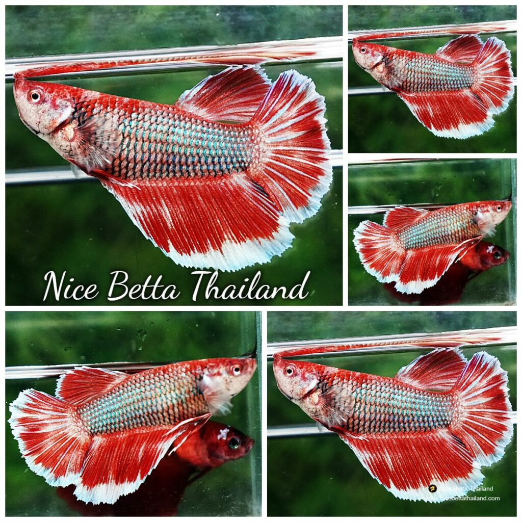 Betta fish Female HM Red Emerald - nicebettathailand.com