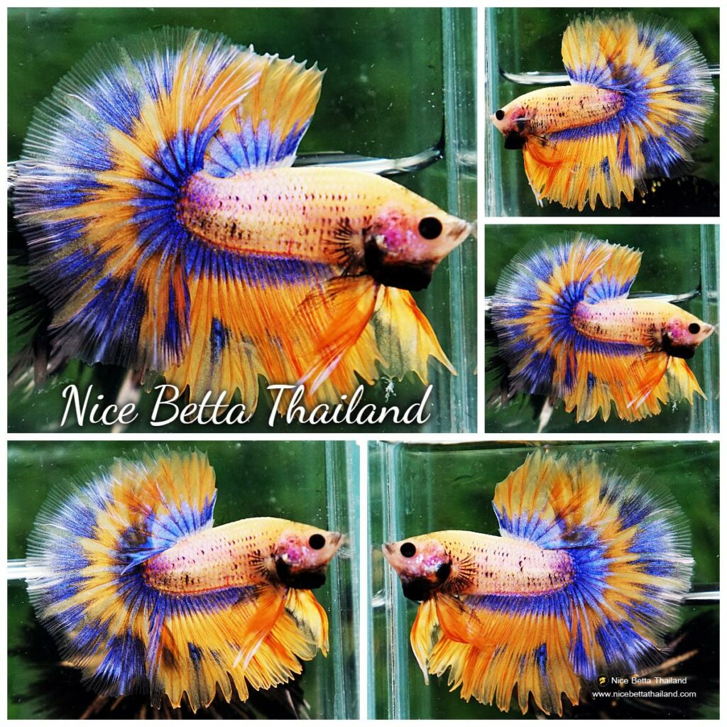 Betta fish OHM Yellow Pineapple Tricolor - nicebettathailand.com