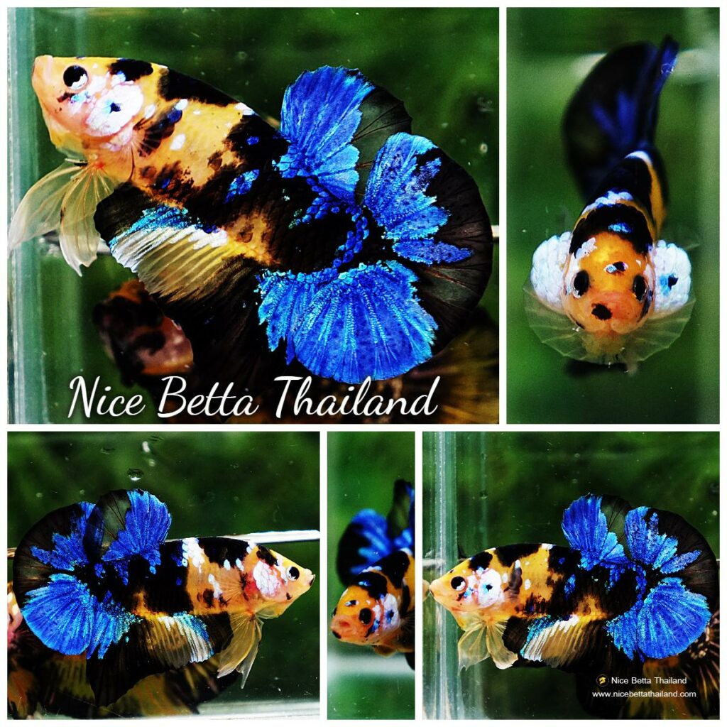 Betta fish HMPK Yellow Blue Tiger Koi - nicebettathailand.com