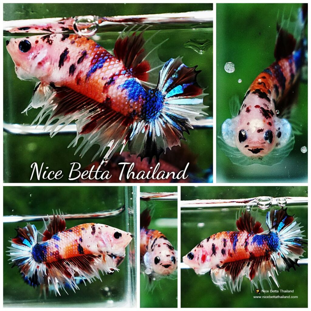 Betta fish CTPK Multicolor Candy Nemo Tiger - nicebettathailand.com