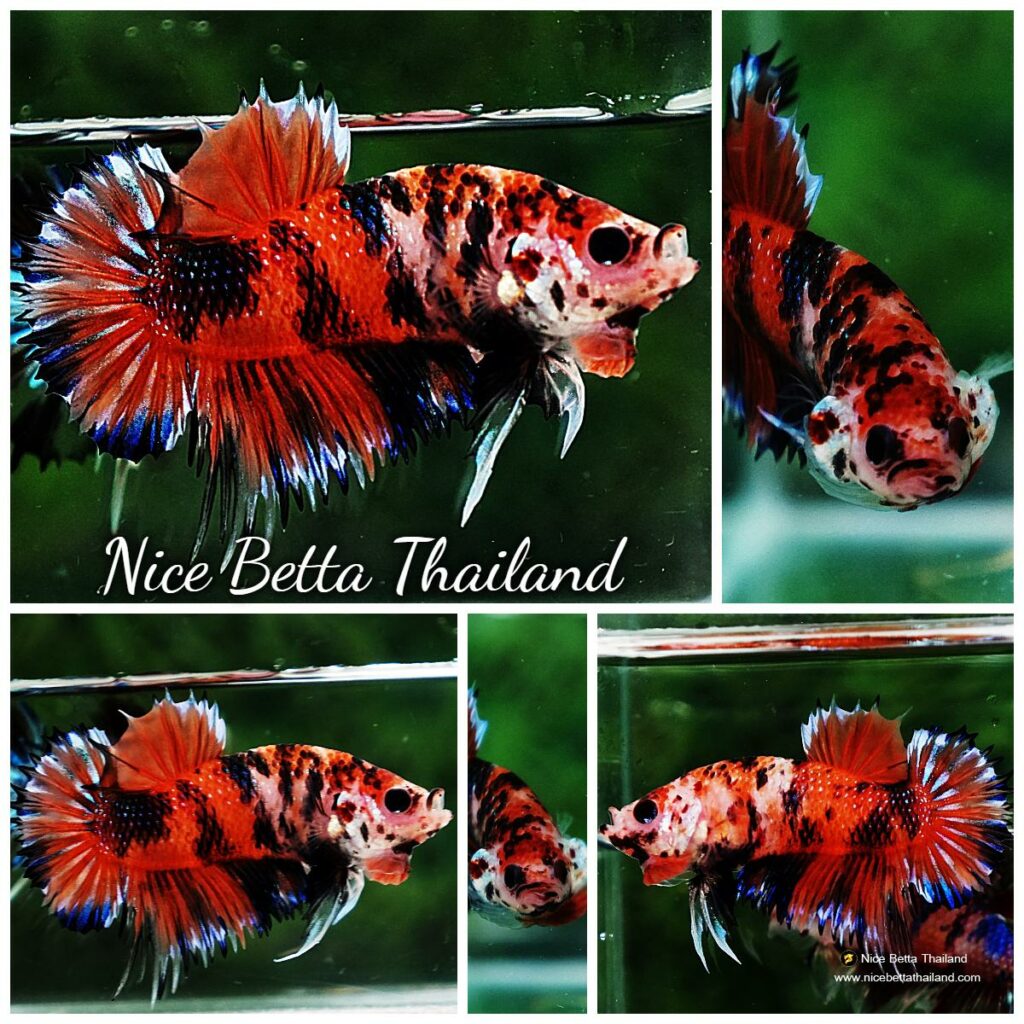 Betta fish CTPK The TIGER Nemo - nicebettathailand.com
