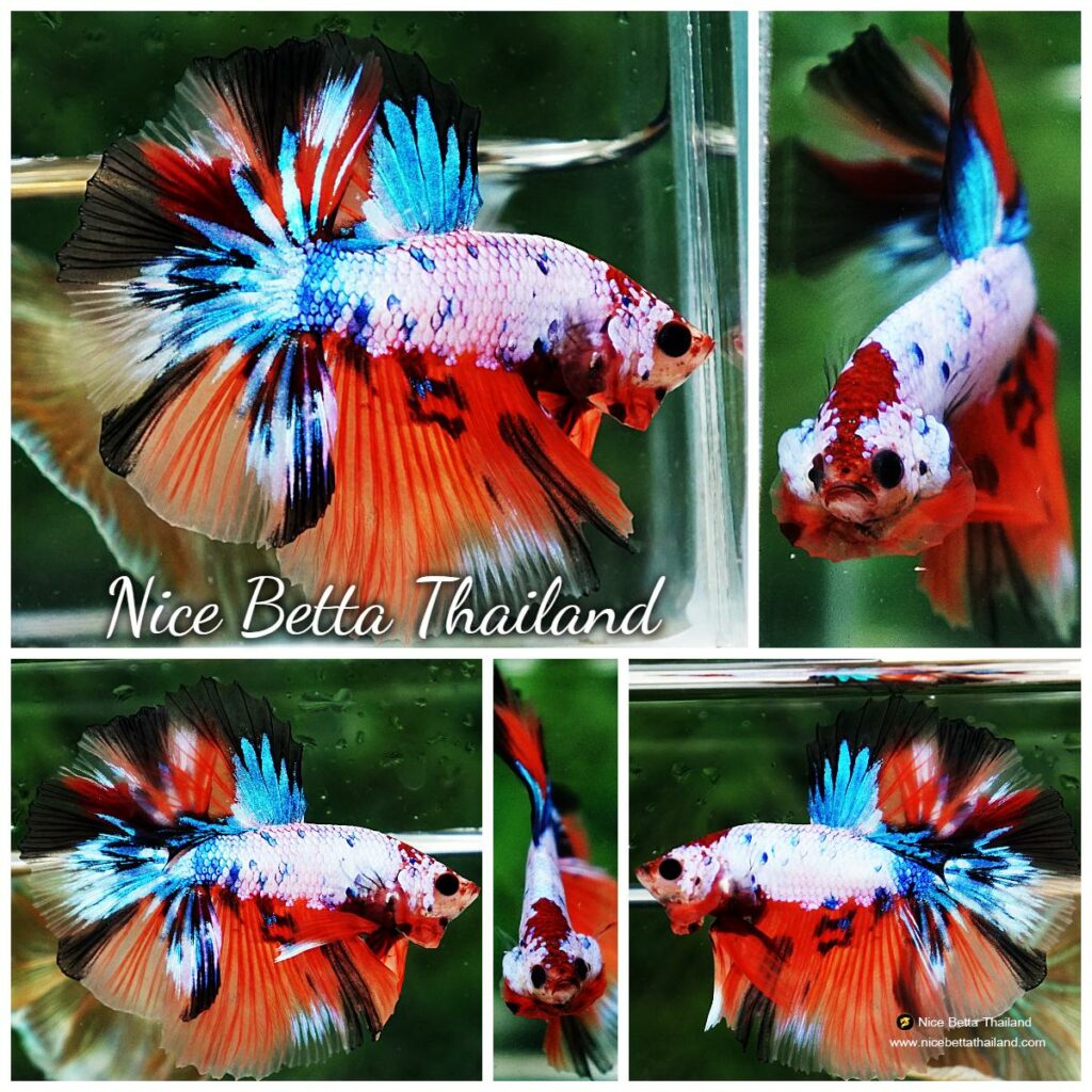 Betta fish OHM Multicolor Fancy Candy - nicebettathailand.com