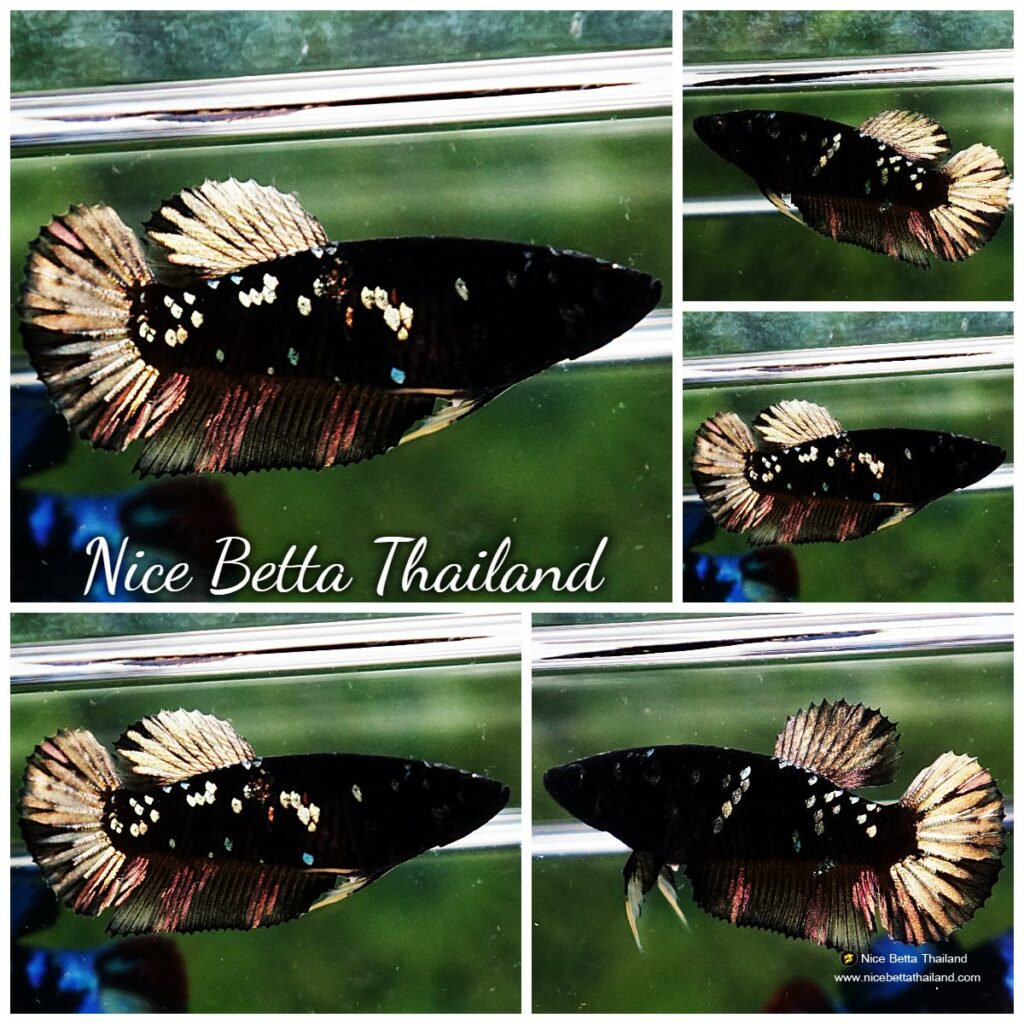 Betta fish Female Shadow Black Star Avatar (Rare) - nicebettathailand.com