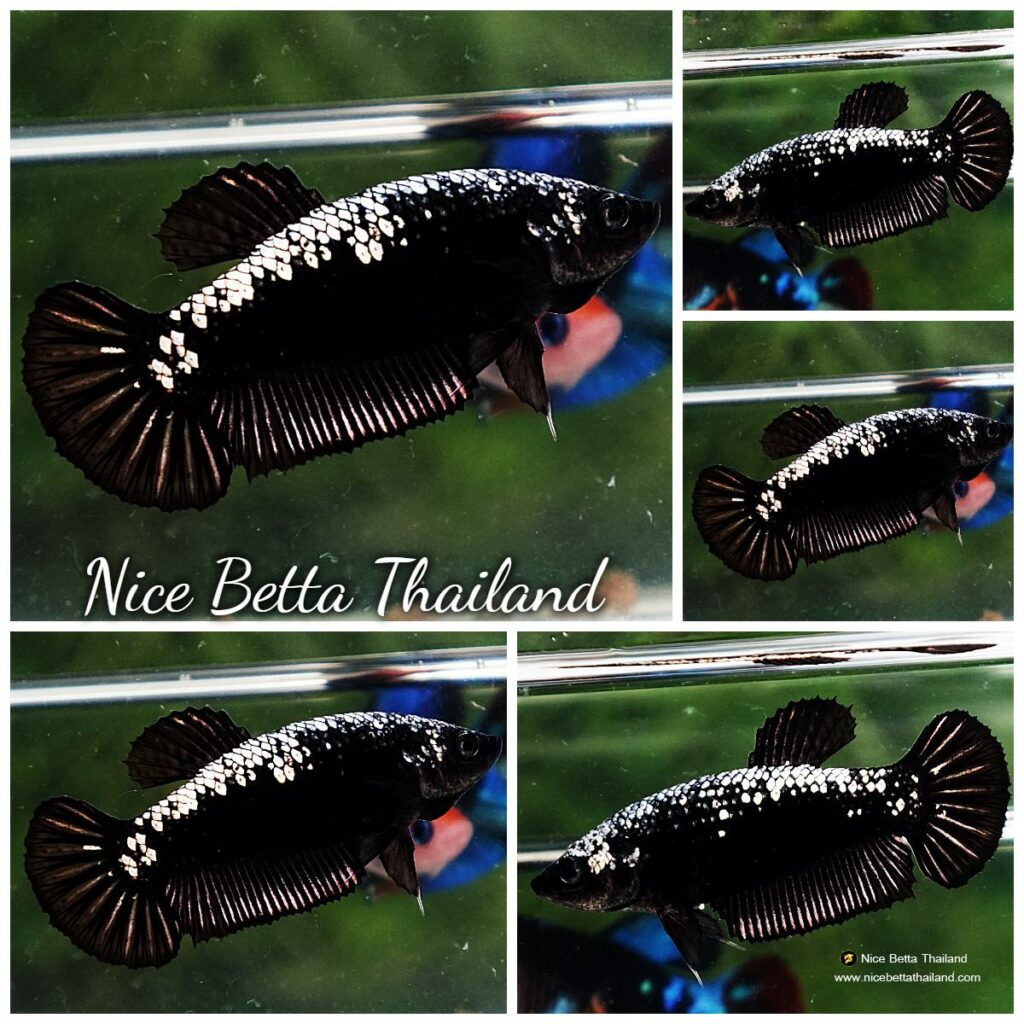 Betta fish Female HMPK Black Samurai - nicebettathailand.com