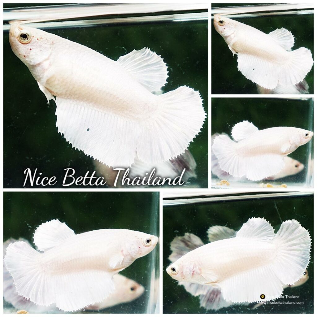 Platinum Betta Fish for Sale - nicebettathailand.com