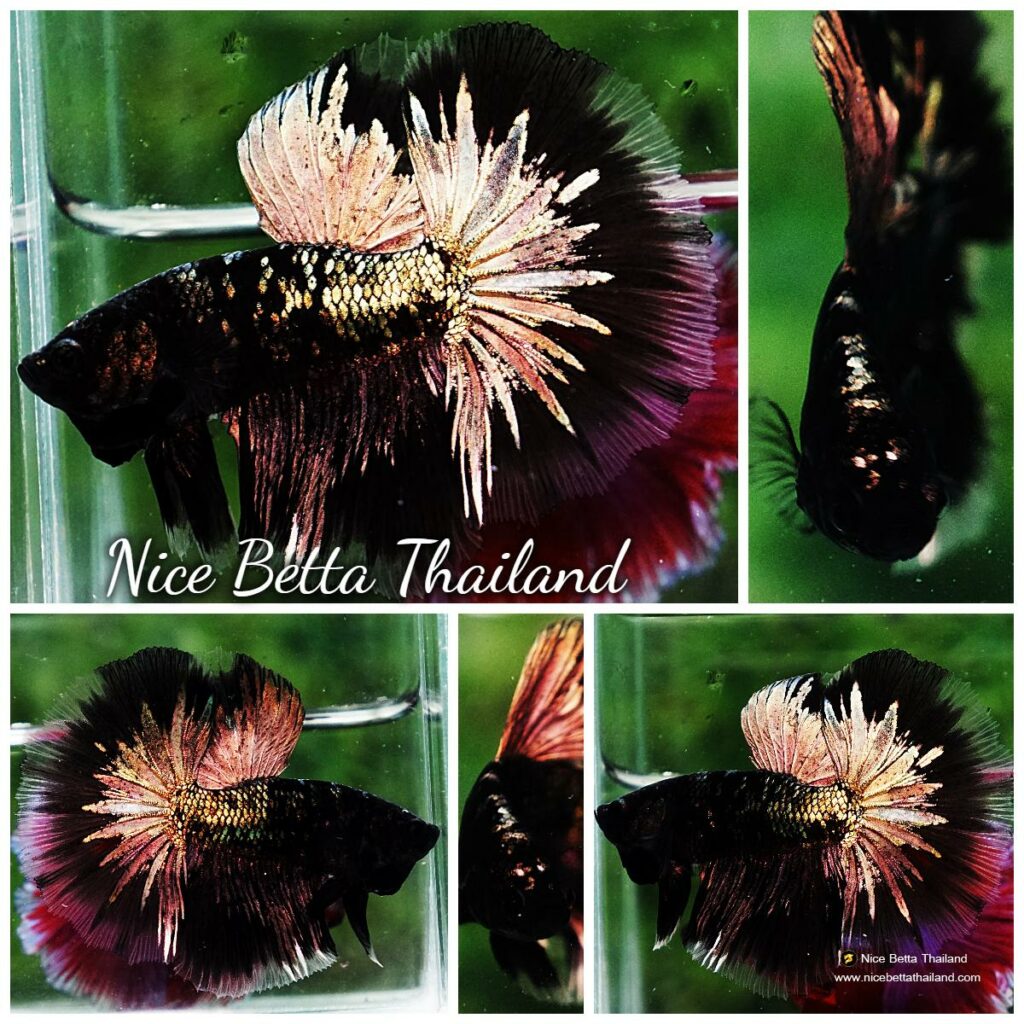 Betta fish OHM Shadow Black Star Avatar (Rare) - nicebettathailand.com